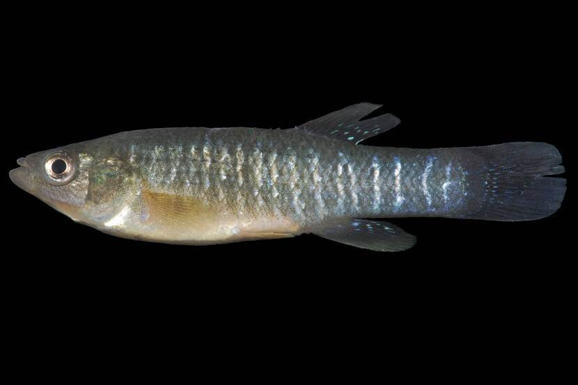 Fundulus heteroclitus | Publicatie | NVWA