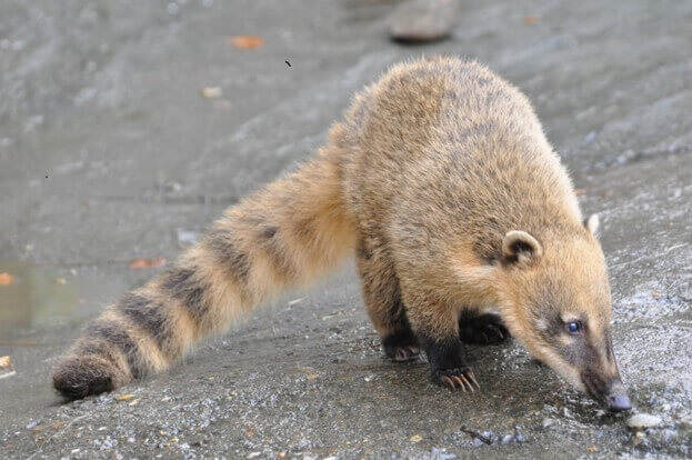 Rode neusbeer | Publicatie | NVWA
