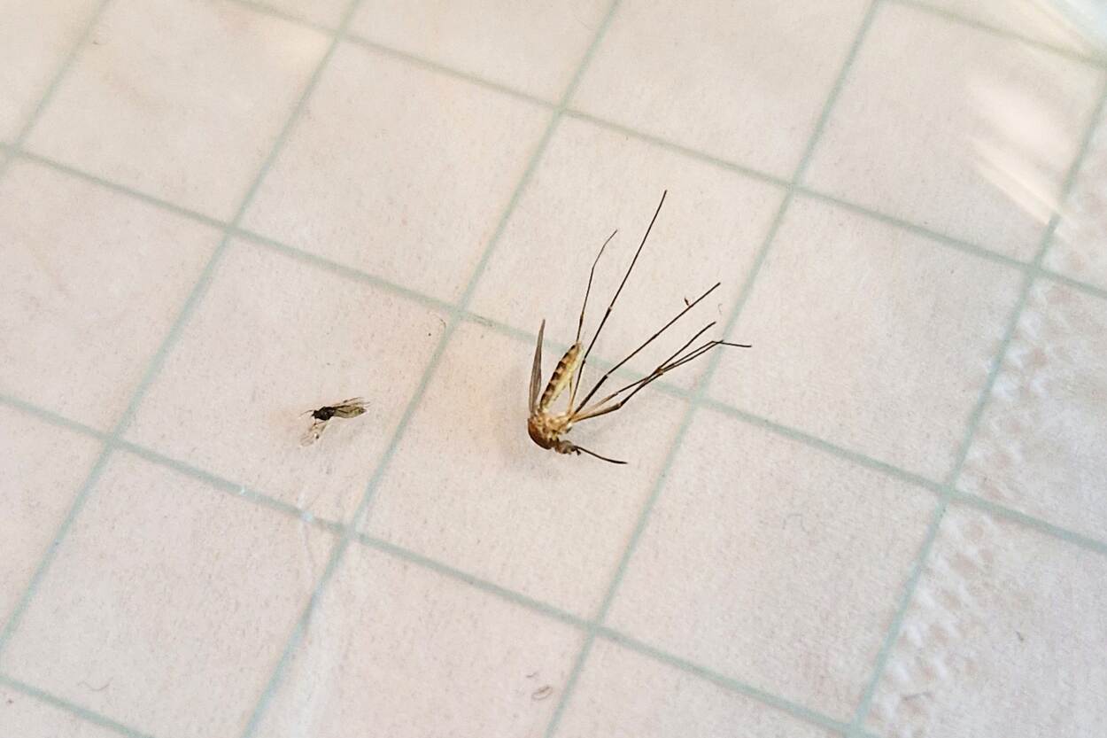 Welke soorten knutten verspreidden blauwtong in Nederland ...