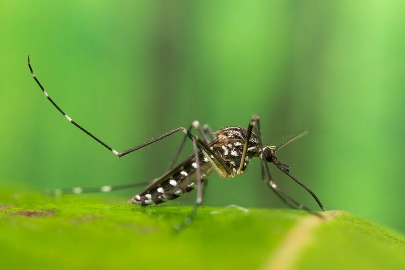Koreaanse bosmug | Muggen, knutten en teken | NVWA