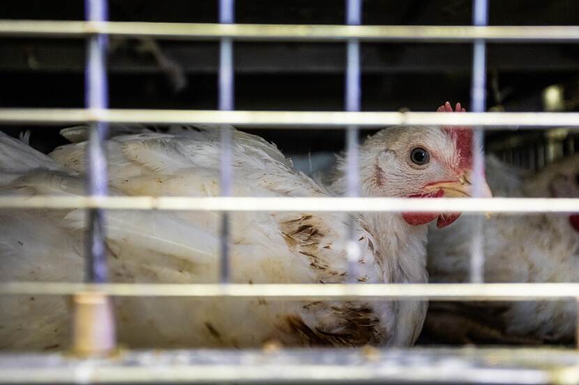 NVWA: Minder letsel pluimvee bij vangen | Nieuwsbericht | NVWA