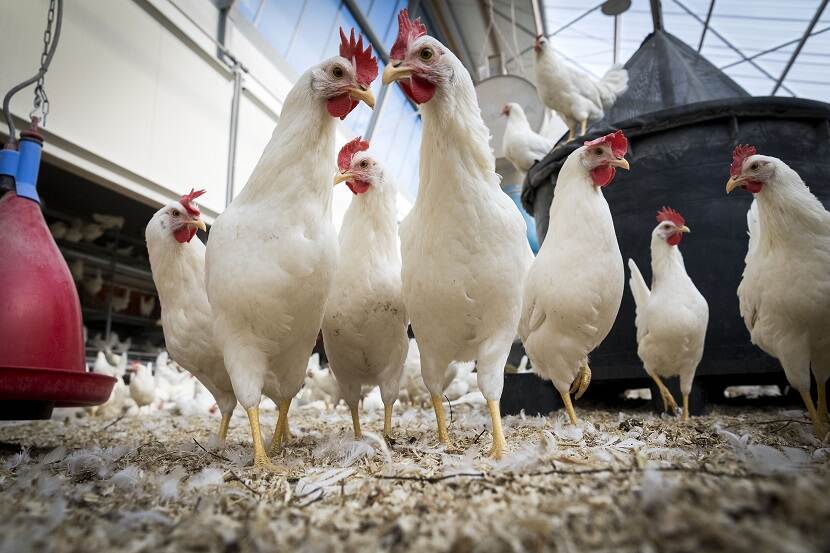 Vogelgriep vastgesteld in Dalen | Nieuwsbericht | NVWA