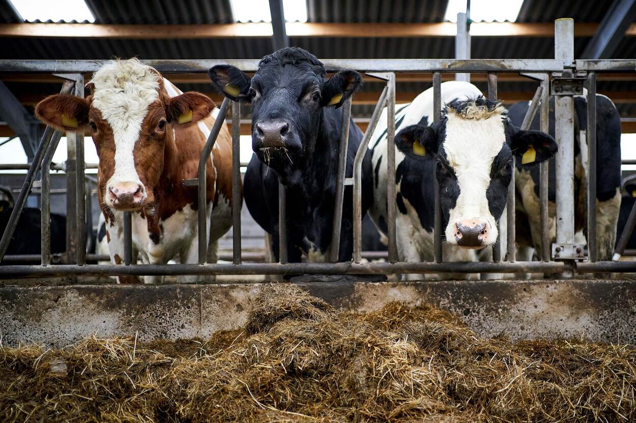 Administratie diergeneesmiddelen door veehouders blijft aandachtspunt ...