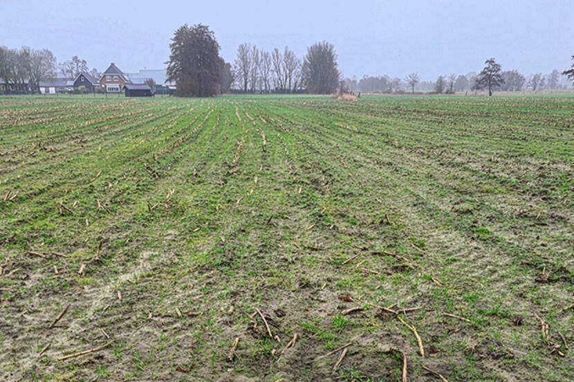 Controles NVWA: vanggewas op veel percelen aanwezig | Nieuwsbericht | NVWA